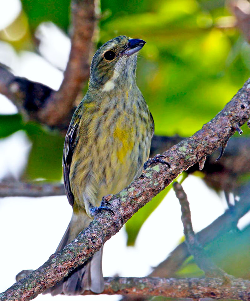 Boriken 365 | Reina Mora