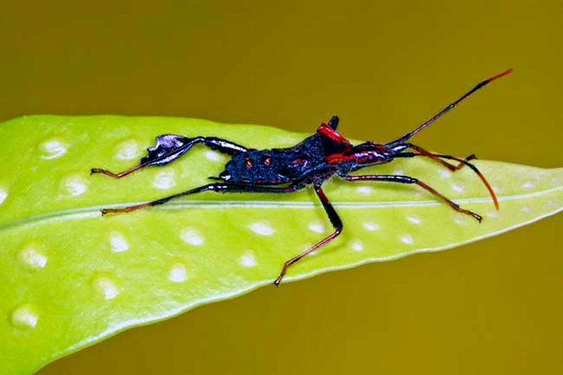 Boriken 365 | Bosque Cambalache